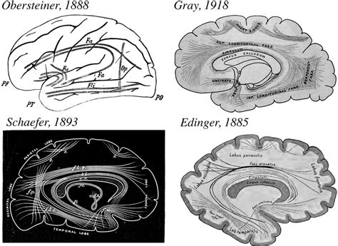 Structure Of Vertical Occipital Fasciculus Semantic Scholar