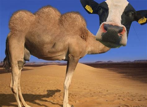 Three Hump Cowmel Imgur