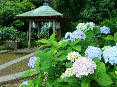 鎌倉妙本寺のアジサイ開花見頃情報