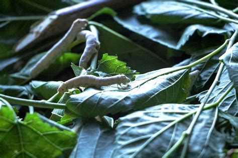 Premium Photo Silkworm Caterpillar Crawling On The Leaves