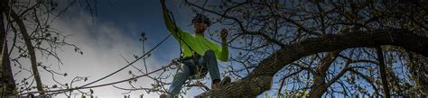 How To Handle Tree Conflicts With Your Neighbors In Nevada