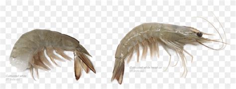 Litopenaeus Setiferus Hd Png Download 980x340 437822 Pinpng