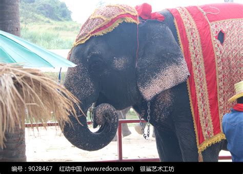 进食中的大象高清图片下载 红动中国