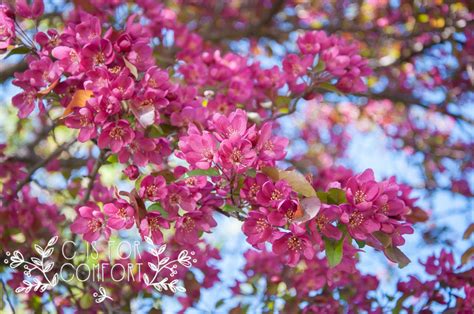 52 Project Week 18 Spring Trees C Is For Comfort