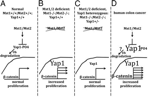Mst1 And Mst2 Protein Kinases Restrain Intestinal Stem Cell