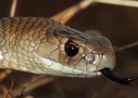 Pseudonaja Textilis Noticias De Chile — Radio Corazón