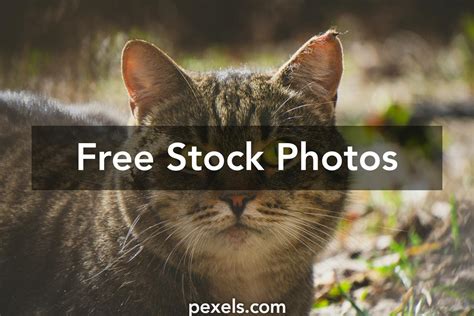 Funny Cat Wallpaper Photos Download The Best Free Funny Cat Wallpaper
