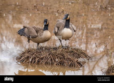 Adult Pair Of Canadian Geese Nesting Standing With Each Of Their Legs