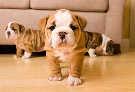 The Most Popular Dog Names Of 2015