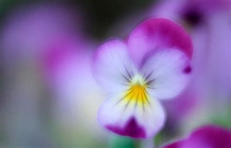 Premium Photo Pansy Viola Cornuta