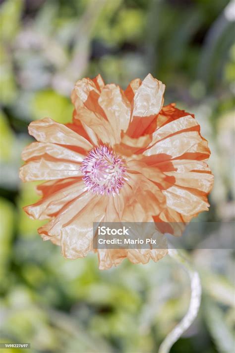 양귀비 꽃 다양한 발달 단계의 양귀비 정원 케이크 재료 양귀비 씨 케이크 0명에 대한 스톡 사진 및 기타 이미지 0명 꽃 식물 농업 Istock
