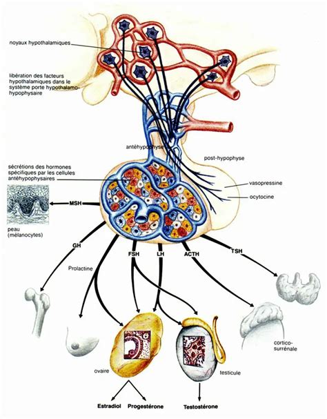 Hypophysephysiologie Dr Kara Zaitri Ma