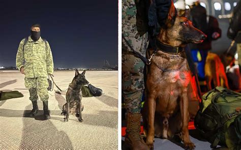 Un Perro Olfateando La Esperanza De Las Víctimas Del Sismo Aristegui