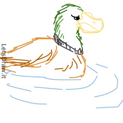 How To Draw Duck Do18nqa38 Png LetsDrawIt