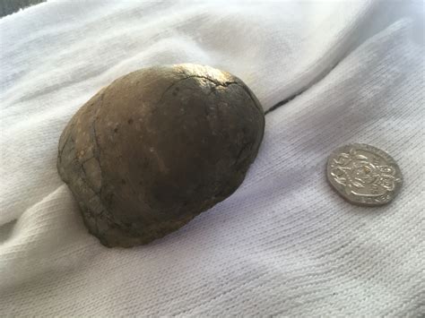 Fossilized Shell Help Fossil Id The Fossil Forum