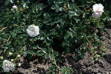 Английская роза (85 фото): виды и сорта, уход, выращивание