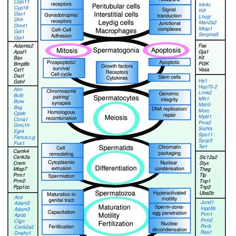 Pdf Genetic Dissection Of Mammalian Fertility Pathways