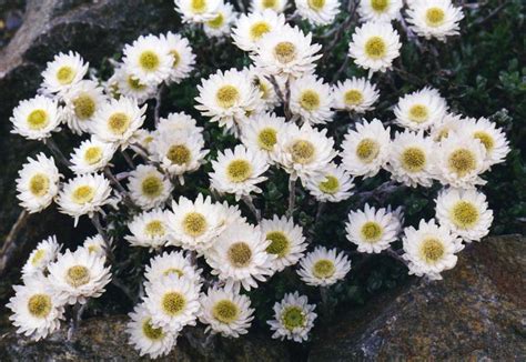 Helichrysum Variety Of Life