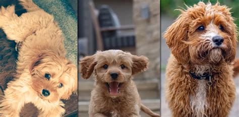 Best Cavapoo Information Guide Breed Care Traits And Faqs
