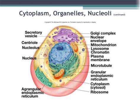 Cell Structure And Genetic Control