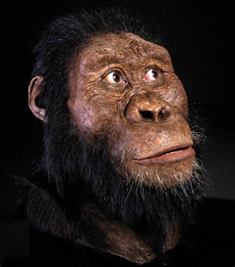 Cranio De Australopithecus Anamensis 40 Australopithecus Afarensis