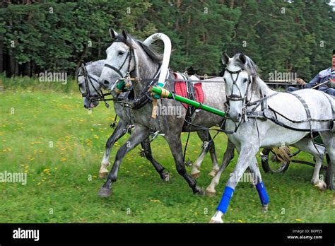 Russian Team Horse Sex Telegraph