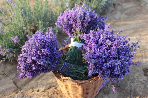 Lavender Farming Experience Sequim Lavender Experience Artofit