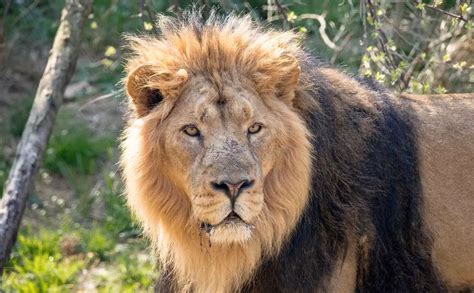 Lions Zsl