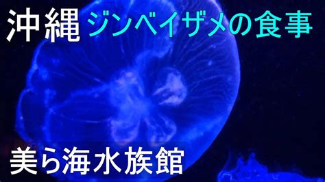 【妻と沖縄】素晴らしい景色と幻想的な美ら海水族館【沖縄】【本部町】【美ら海水族館】【okinawa】【旅行】【おすすめ】 Youtube