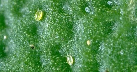 Citrus Broad Mite Topics In Subtropics