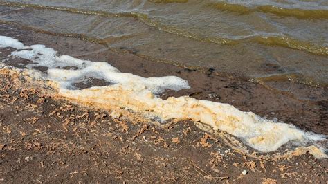 Mucillagine di mare cos è e come avviene il fenomeno naturale che fa sembrare l acqua sporca