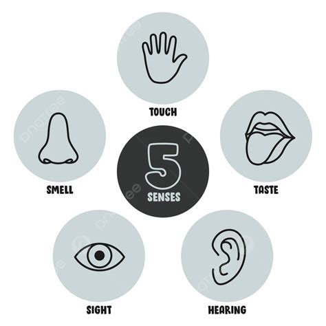 Five Senses Concept With Human Organs Eyesight Mouth Education Vector Eyesight Mouth