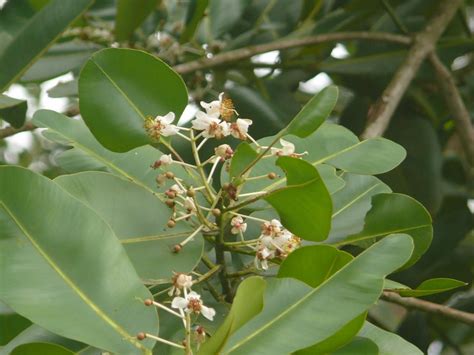 Calophyllum Eflora Of India