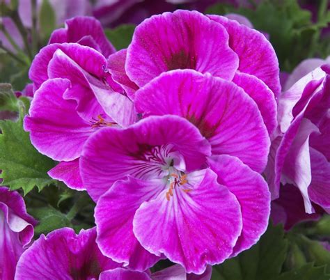 Geranium Regal Elegance Lilac Majesty Milaegers