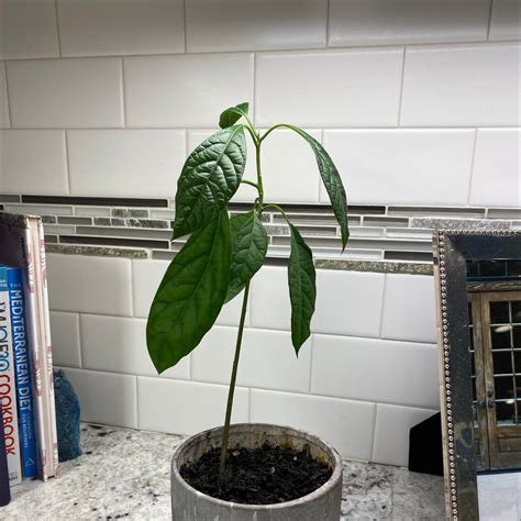 Propagating Your Avocado 🥑 Step By Step Guide