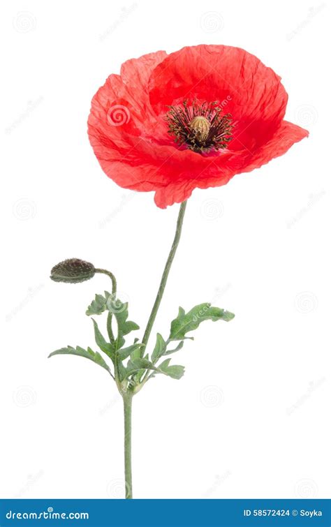 Single Red Poppy Stock Photo Image 58572424