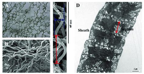 Figure A1 Morphology Of Spirulina Maxima A Light Micrograph