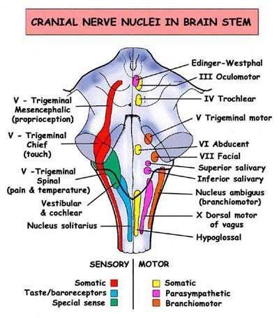 Cranial Nerve Nuclei In The Brain Stem Cranial Nerves Medical