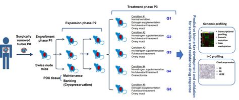 Breast Cancer Model Oncology Cro Services