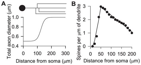 Elements Of Neurite Modelling A The Axon Diameter Model The Schematic Download Scientific