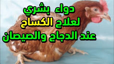 نقطتين في بق الدجاجة هتمشي تاني يوم وبعدها هتودع الكساح نهائيا غير مكلف طيورفوقالسطح Youtube