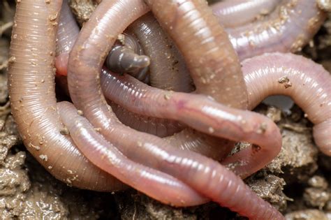 Worms Maths Activity Teaching Resources Countryside Classroom