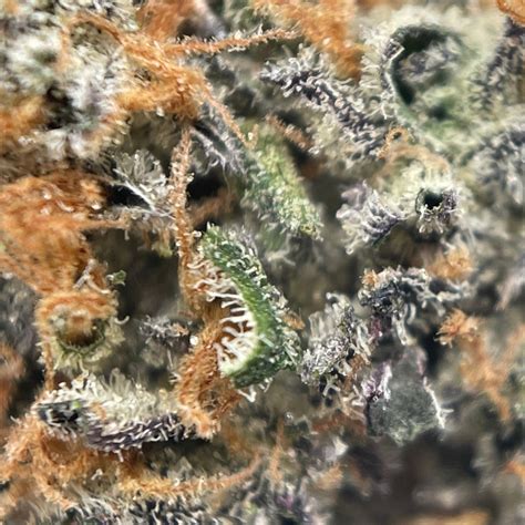 28gr Chocolope Kush Balanced Hybrid Aaa King Tuts