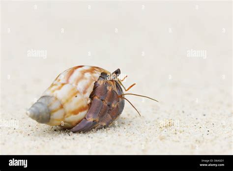 Hermit Crab On A Beach Stock Photo Alamy