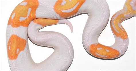 Emoji Ball Python I Hatched This Album On Imgur