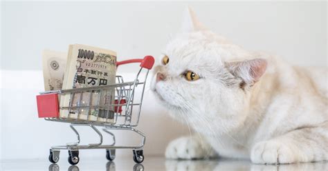 日経平均株価の暴落を招いた「円キャリー取引」とは その教訓と今後の展望 かぶまど｜株価の向こう側を知るメディア