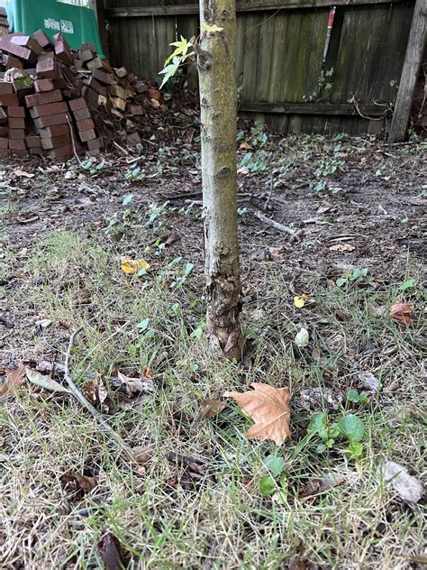 Weed Eater Damage To Japanese Maple Rarborists