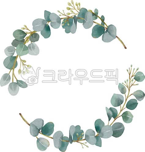 유칼립투스png 유칼립투스잎 유칼립투스수채화 유칼립투스그림 유칼립투스일러스트 사진이미지일러스트캘리그라피 Ok디자인작가