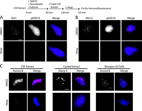 Aurora B Activity Is Required For Kinetochore Maintenance In Cycled