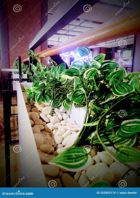 The Beauty Of Flower Pots In The Mall In Semarang Indonesia Stock